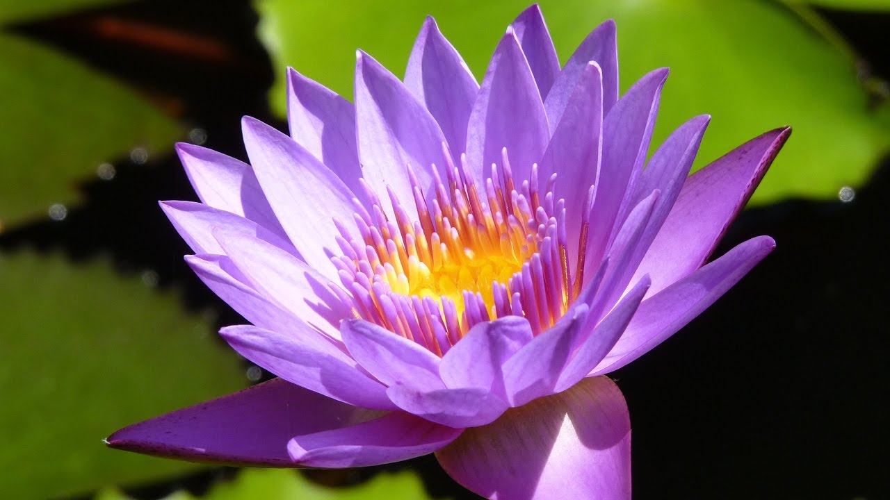 Native flowers of Sri Lanka : Kapruka Online Shops in Sri Lanka