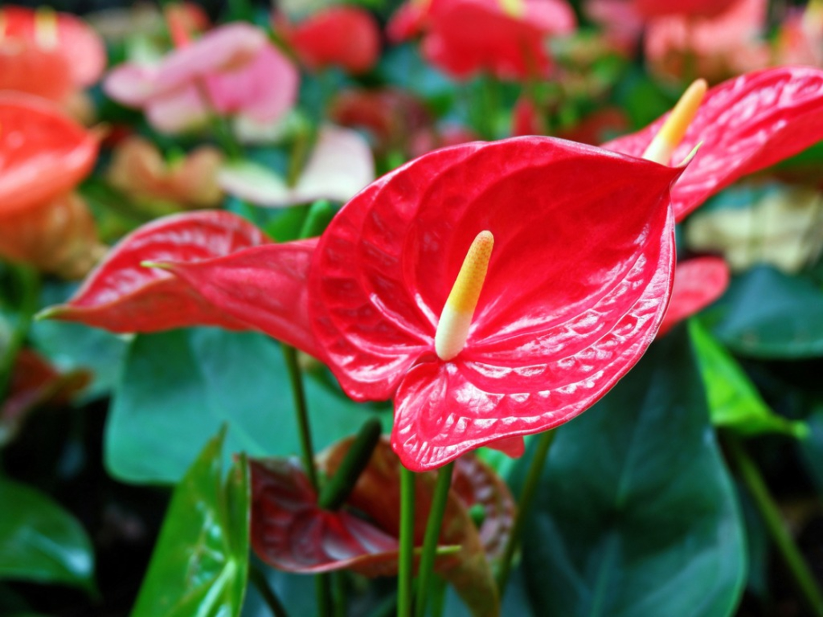Native flowers of Sri Lanka : Kapruka Online Shops in Sri Lanka